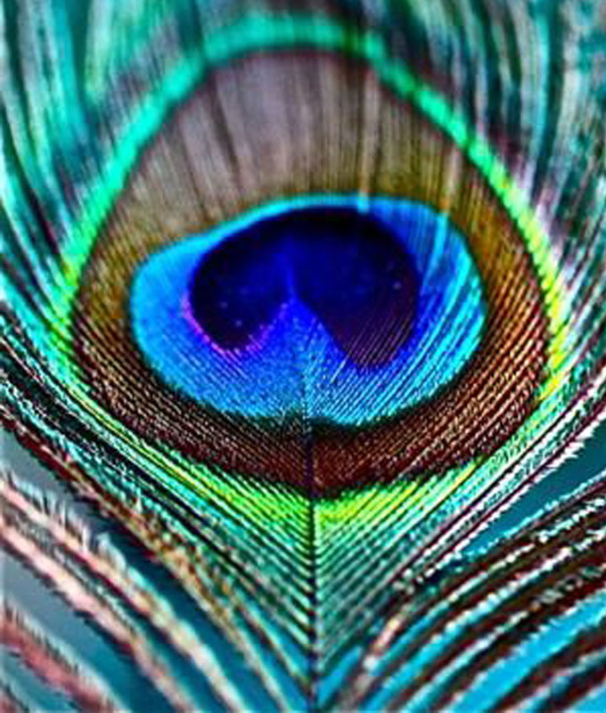 Peacock-Color-2 - Carrie Colbert
